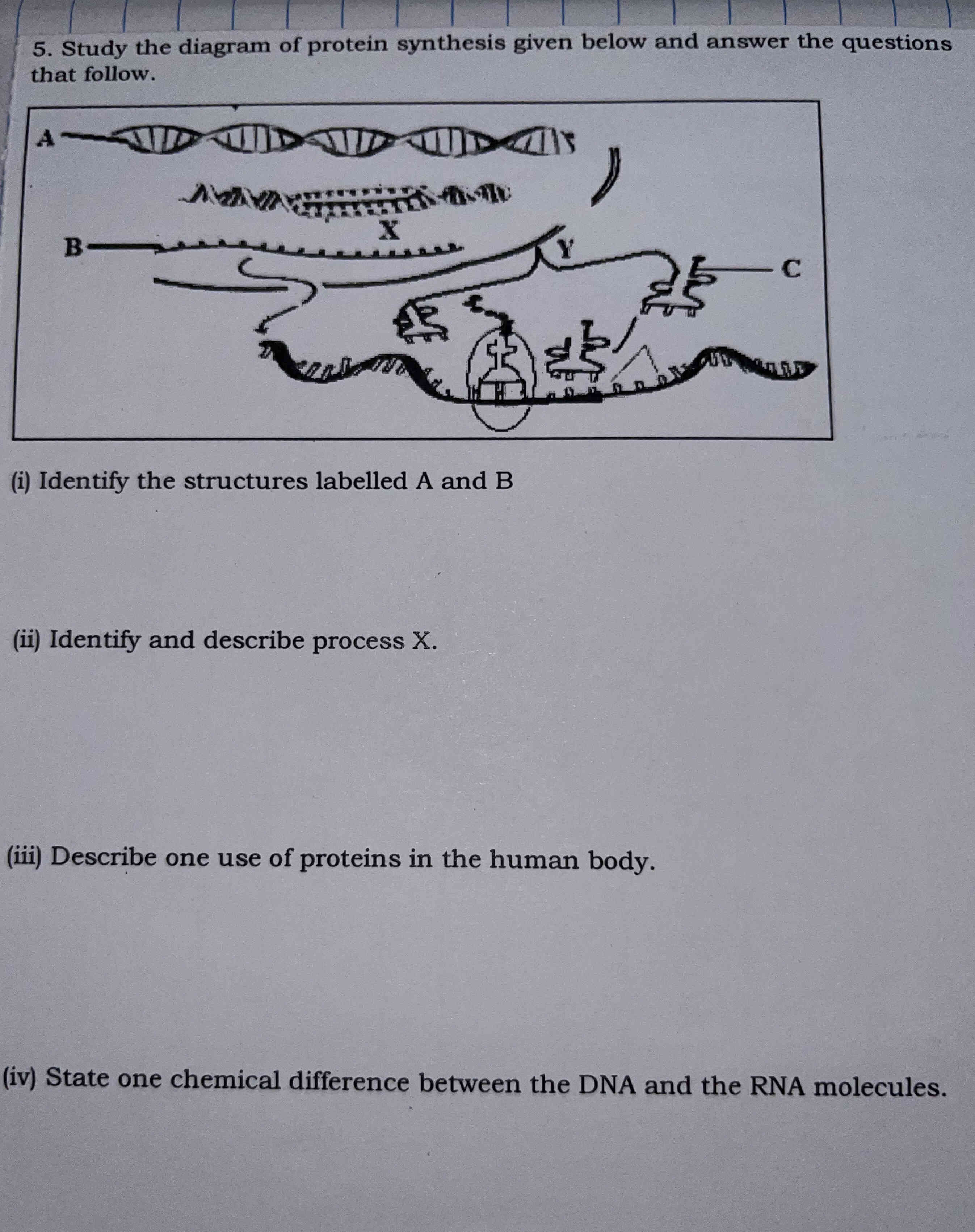5. Study the diagram of protein synthesis | StudyX