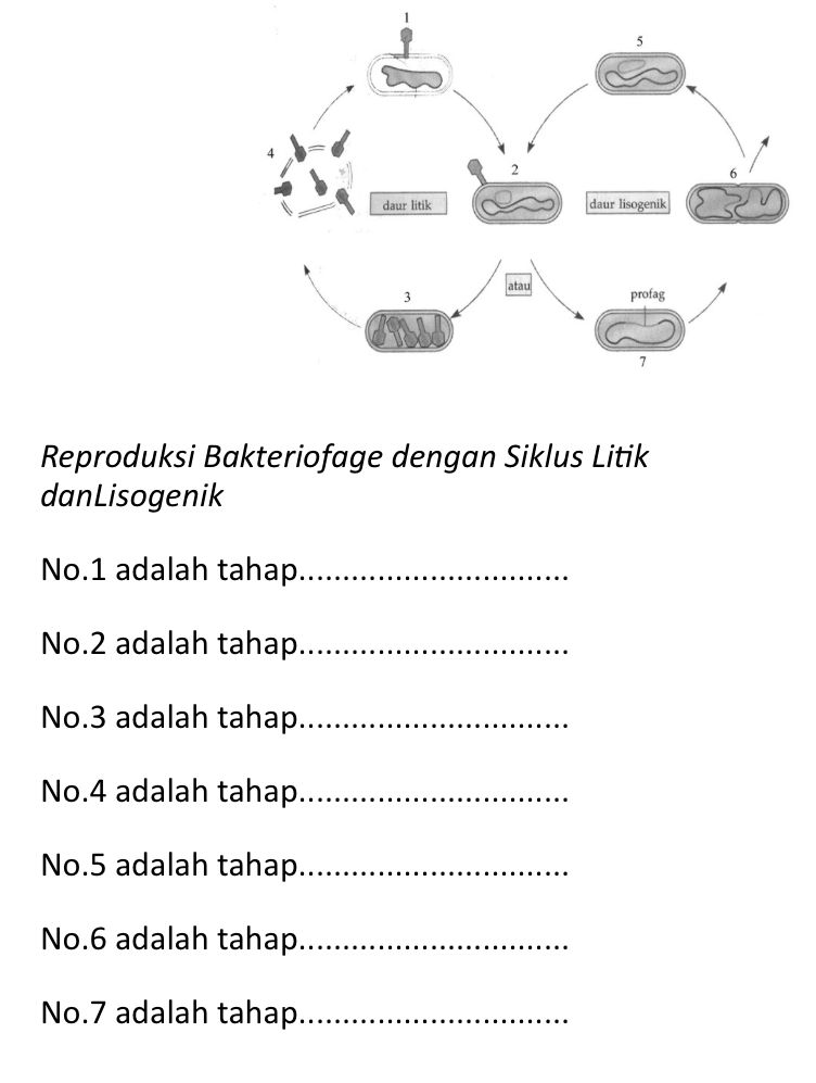 Reproduksi Bakteriofage dengan Siklus Litik | StudyX