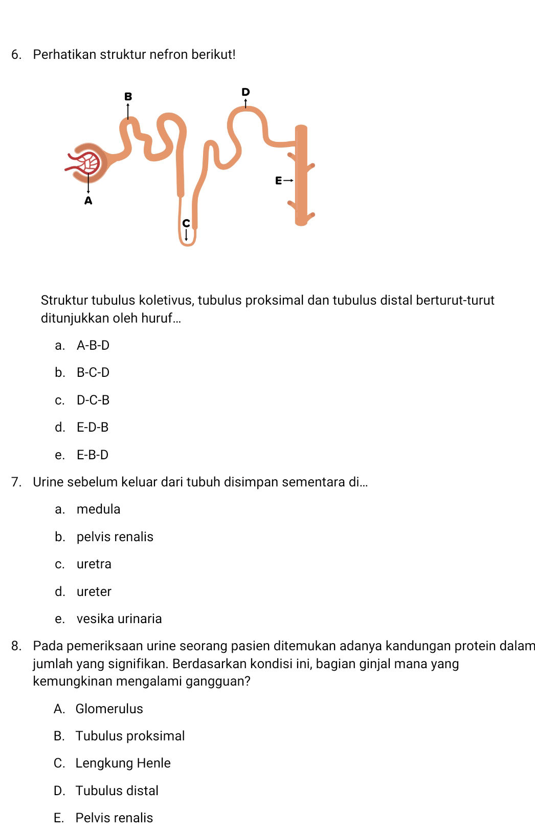 6. Perhatikan struktur nefron berikut! | StudyX