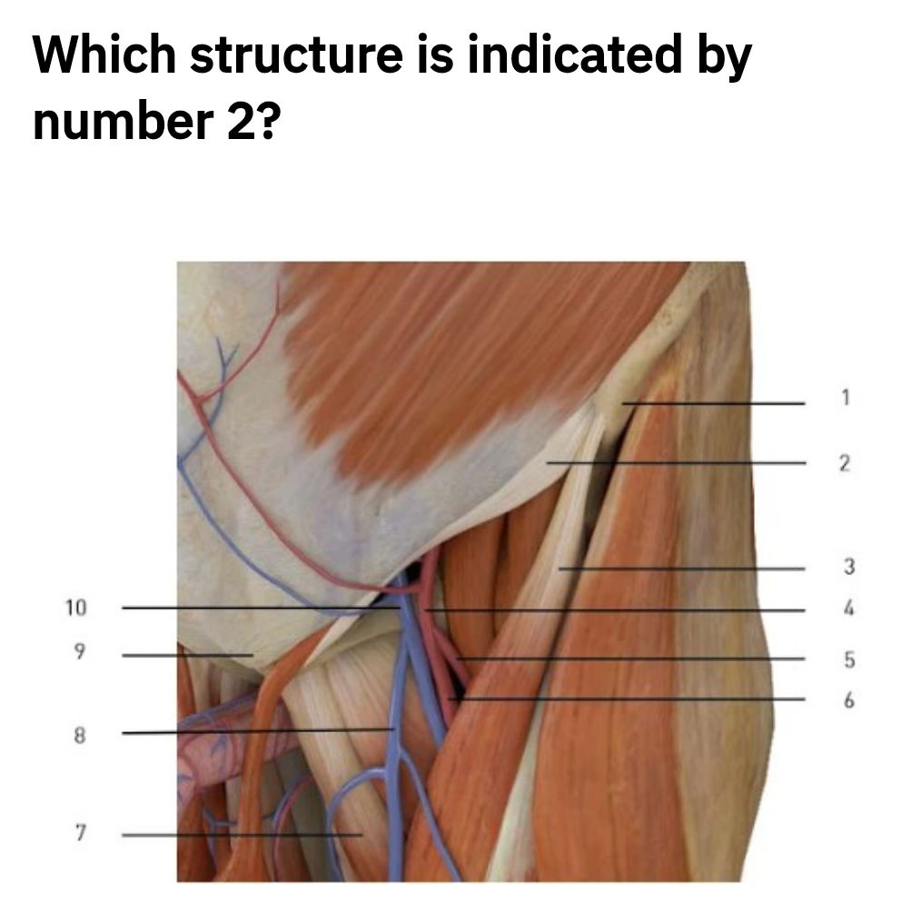 Which structure is indicated by number 2? | StudyX