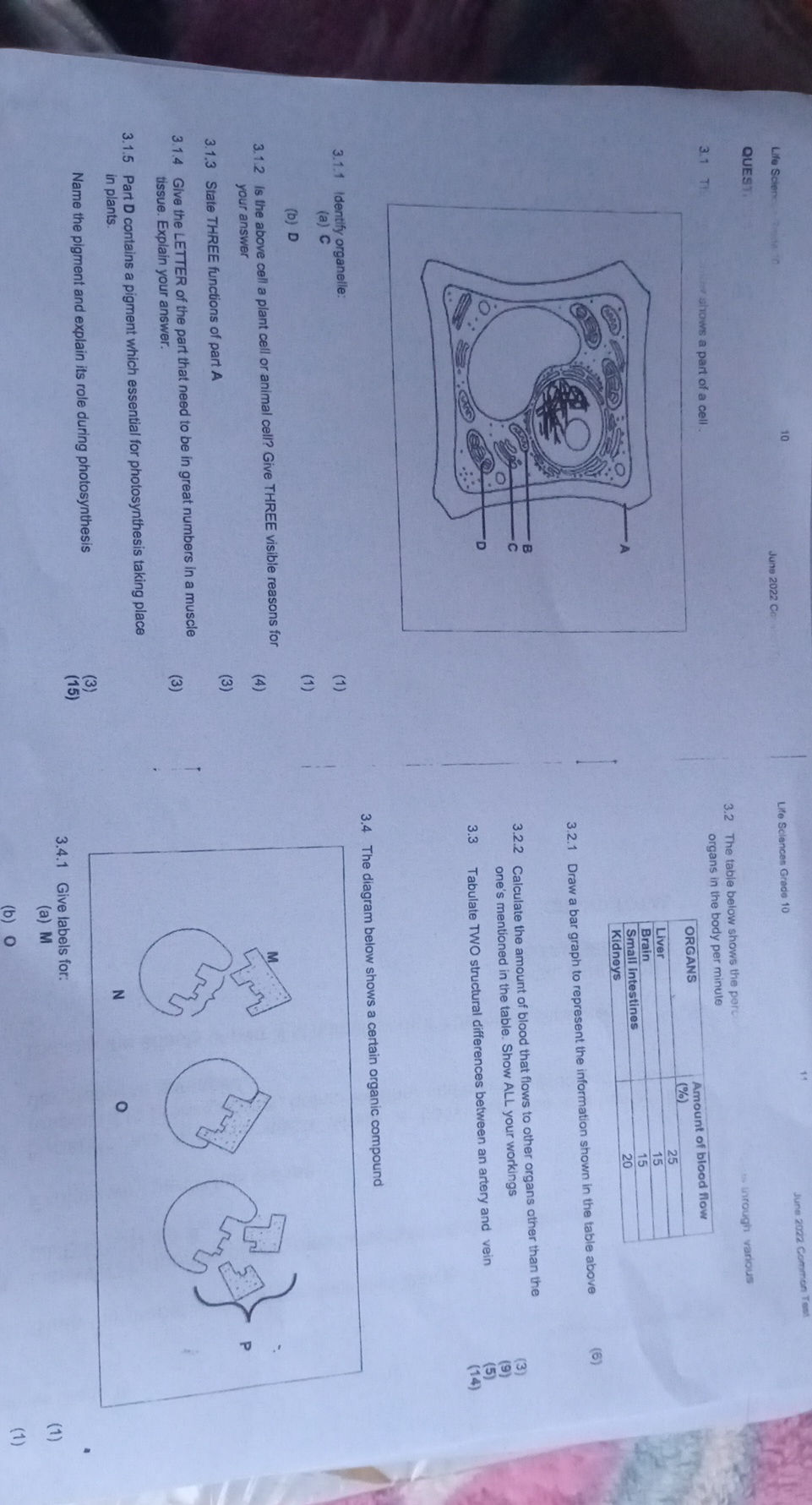 3.1 The diagram shows a part of a cell. | StudyX