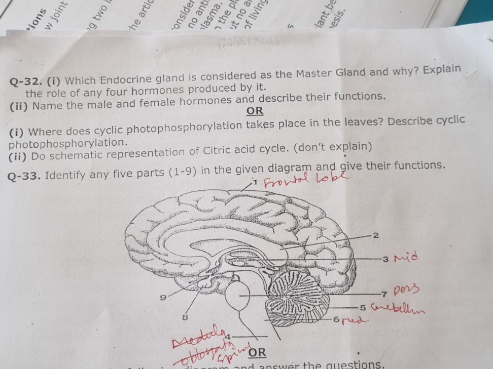 Q-32. (i) Which Endocrine gland is | StudyX