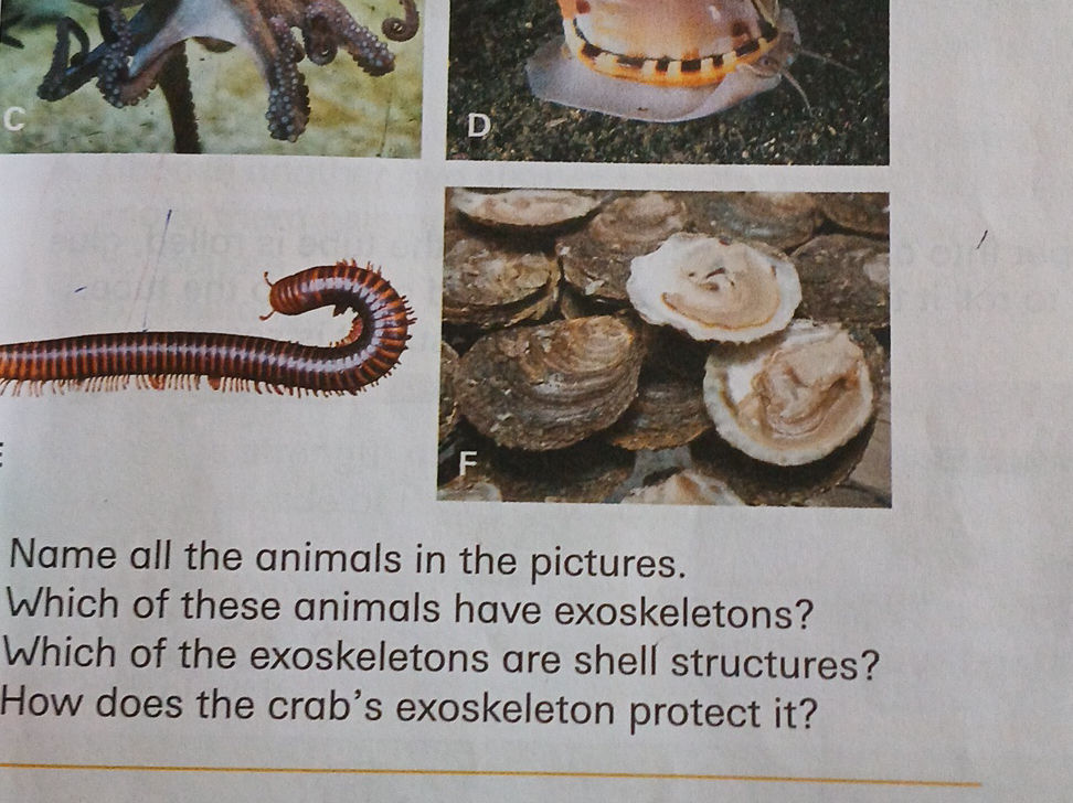 Name all the animals in the pictures. Which | StudyX