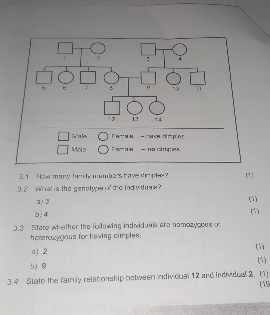 3.1 How many family members have dimples? | StudyX