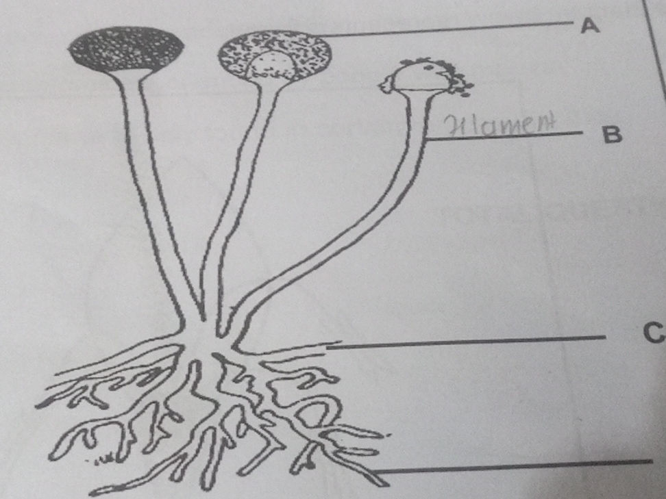 The image shows a diagram of a mold. The | StudyX