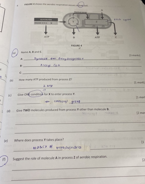 FIGURE 4 shows the aerobic respiration | StudyX