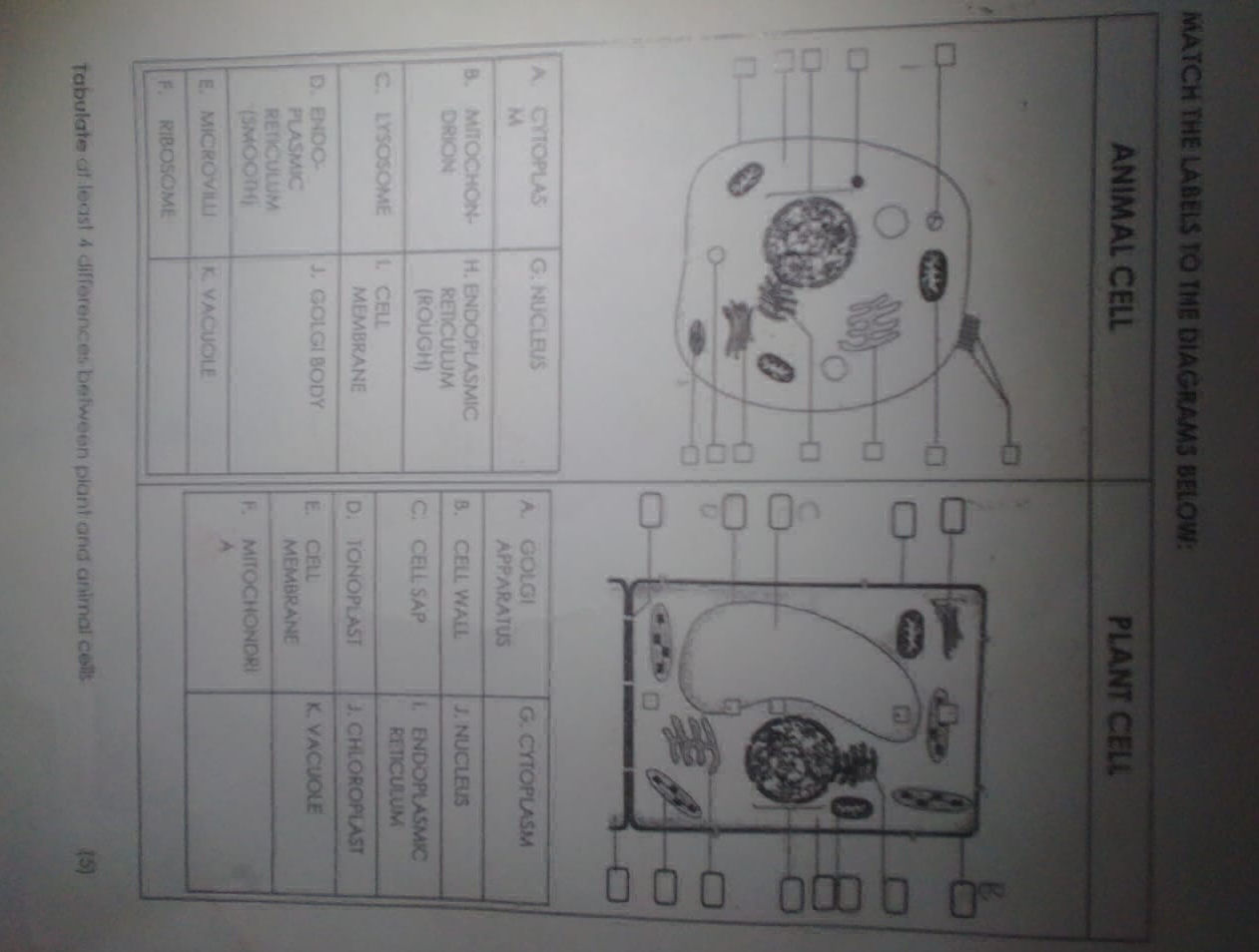 MATCH THE LABELS TO THE DIAGRAMS BELOW: | StudyX