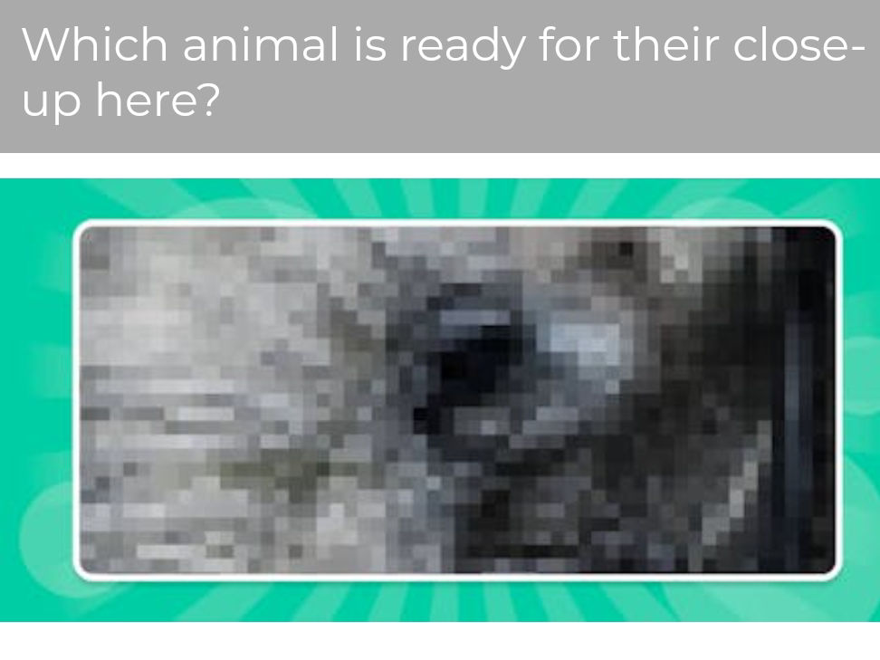 Which animal is ready for their close-up | StudyX