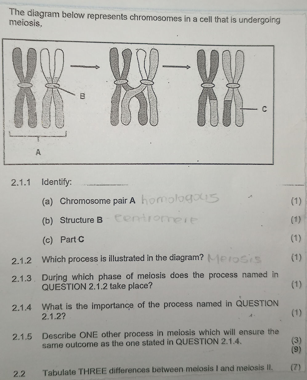 The diagram below represents chromosomes in | StudyX