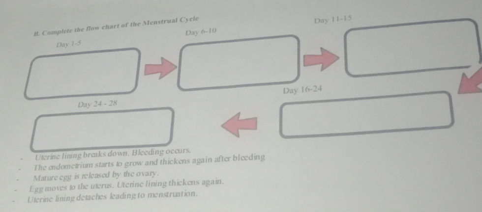 B. Complete the flow chart of the Menstrual | StudyX