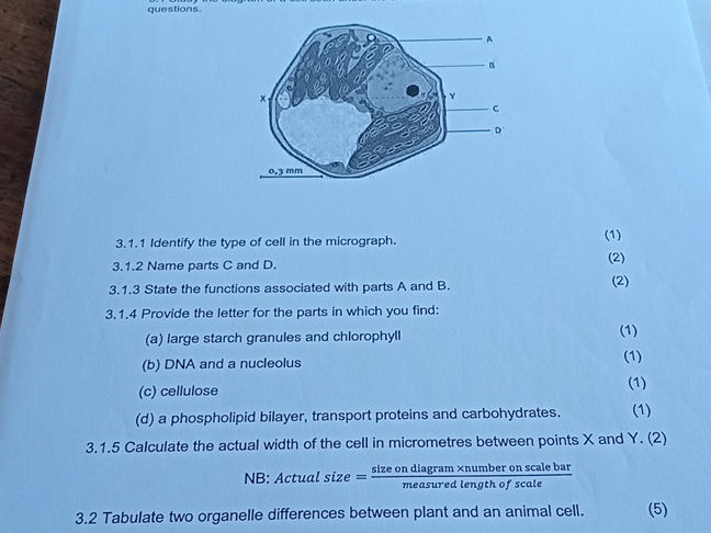 3.1.1 Identify the type of cell in the | StudyX