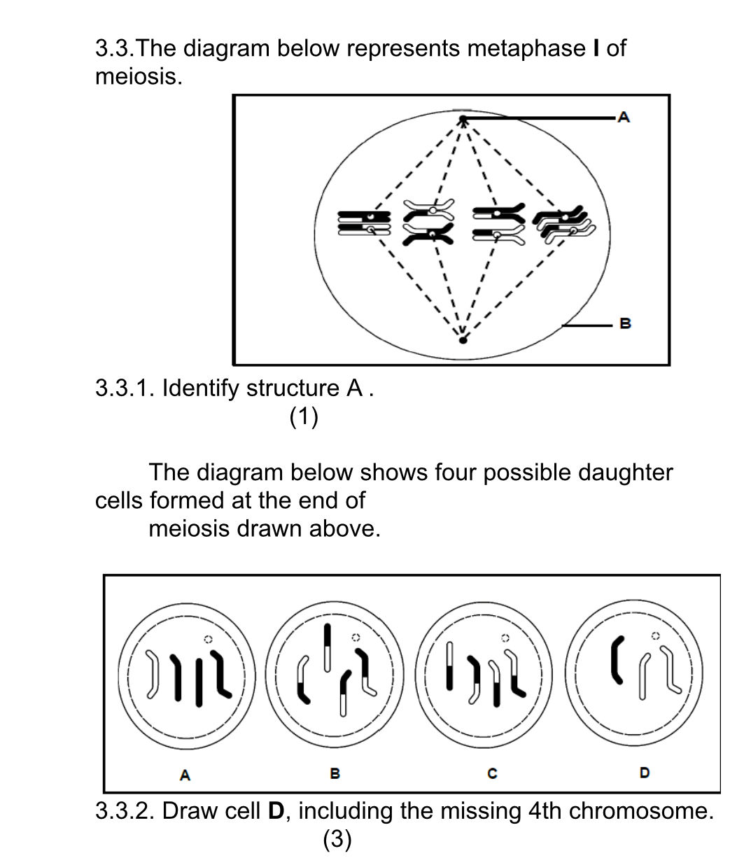 3.3. The diagram below represents metaphase | StudyX