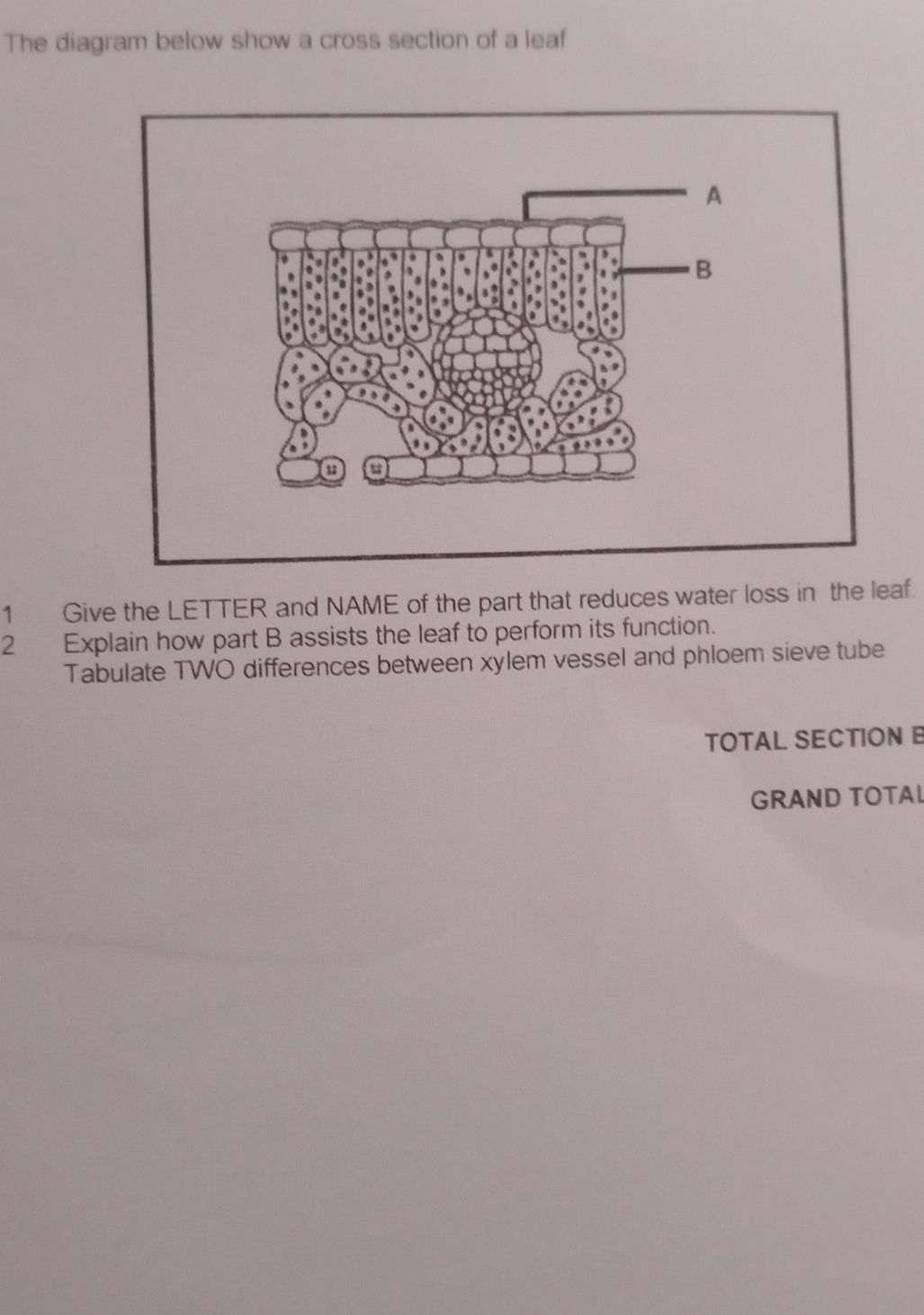 The diagram below show a cross section of a | StudyX