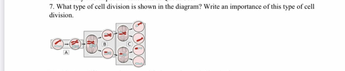 7. What type of cell division is shown in | StudyX