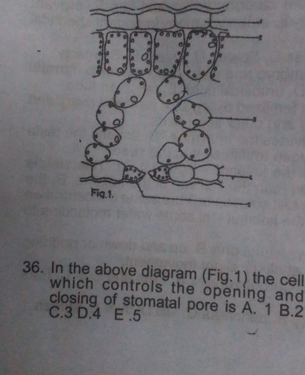 In the above diagram (Fig. 1) the cell which | StudyX