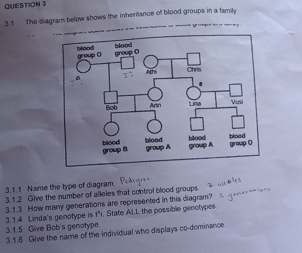 3. The diagram below shows the inheritance | StudyX