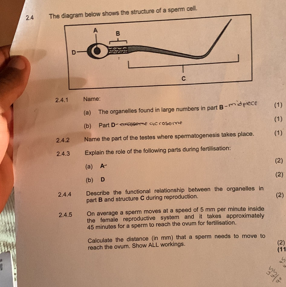 2.4 The diagram below shows the structure of | StudyX