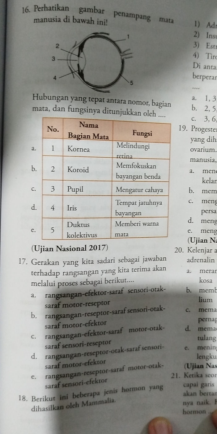 16. Perhatikan gambar penampang mata manusia | StudyX