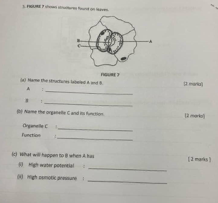 5. FIGURE 7 shows structures found on | StudyX