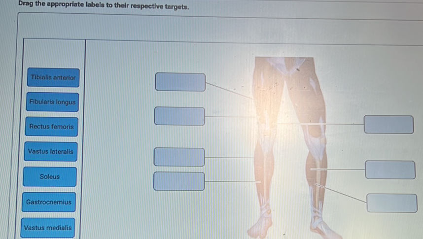 Drag the appropriate labels to their | StudyX