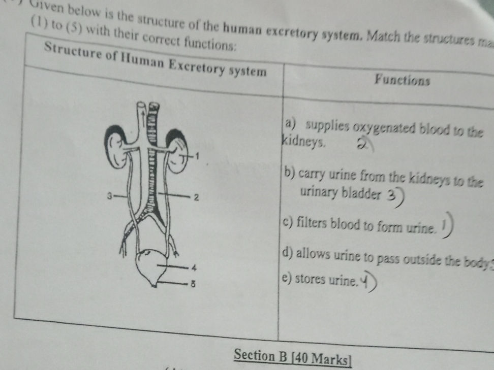 Given below is the structure of the human | StudyX