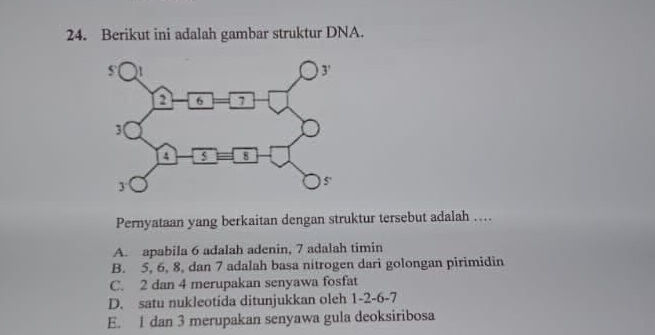 24. Berikut ini adalah gambar struktur DNA. | StudyX