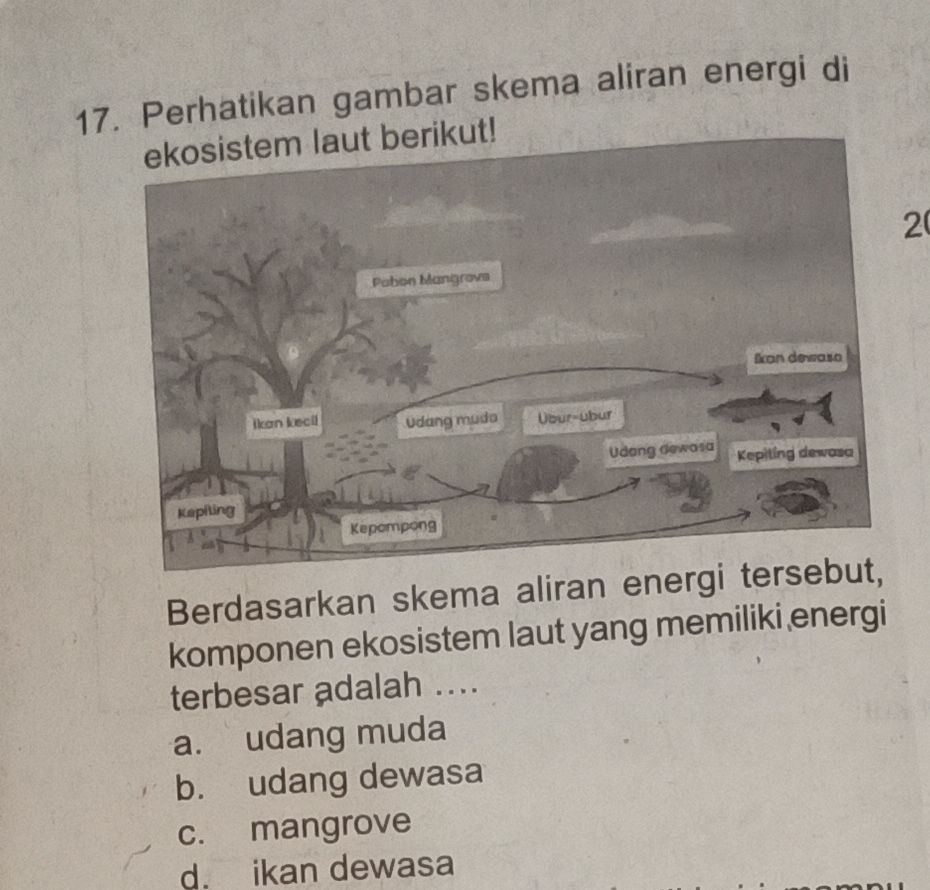 17. Perhatikan gambar skema aliran energi di | StudyX