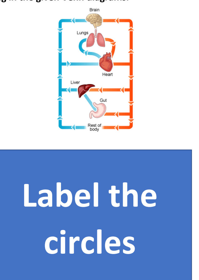 Label the diagram of the circulatory system | StudyX