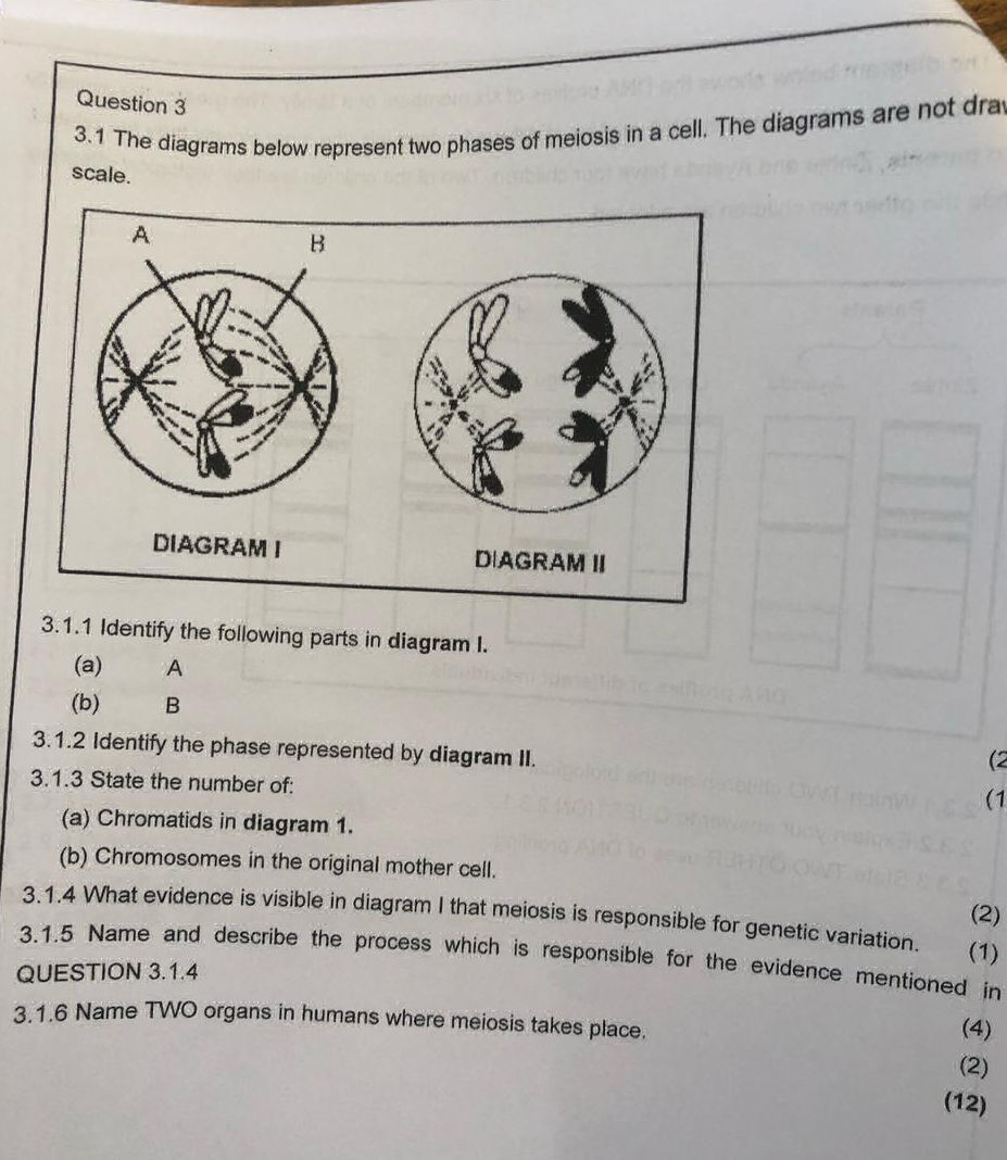 3.1 The diagrams below represent two phases | StudyX