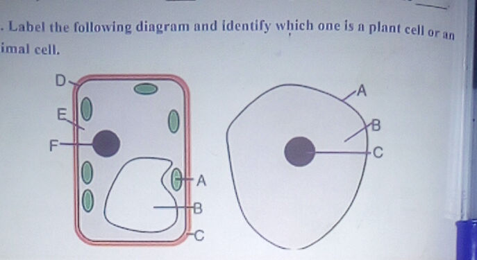 Label the following diagram and identify | StudyX