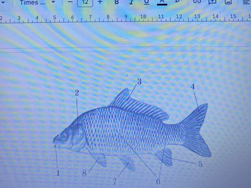 The image shows a fish with numbered labels | StudyX