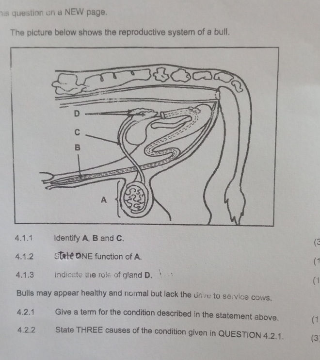 The picture below shows the reproductive | StudyX