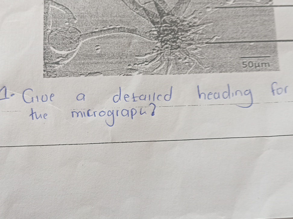 1. Give a detailed heading for the | StudyX