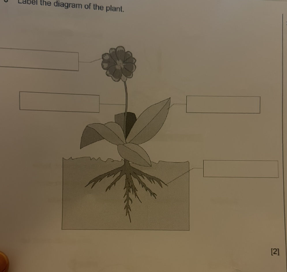 Label the diagram of the plant. The | StudyX