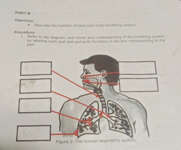 PART B Objective Describe the function of | StudyX