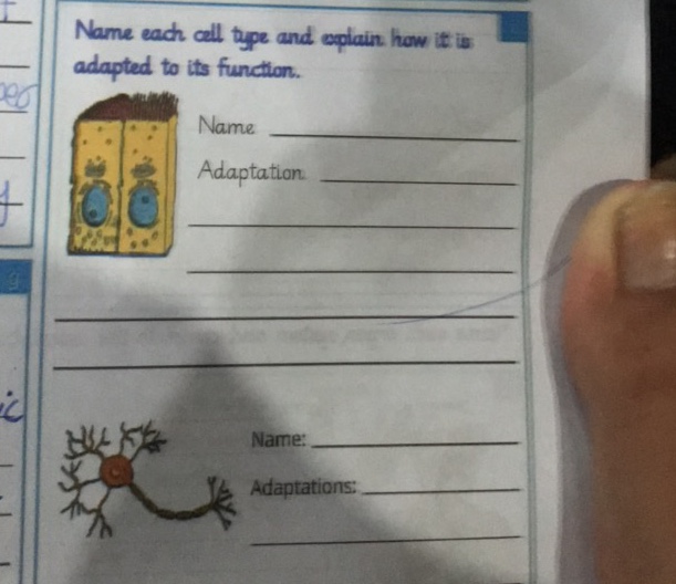 I Name each cell type and aplain how it is | StudyX