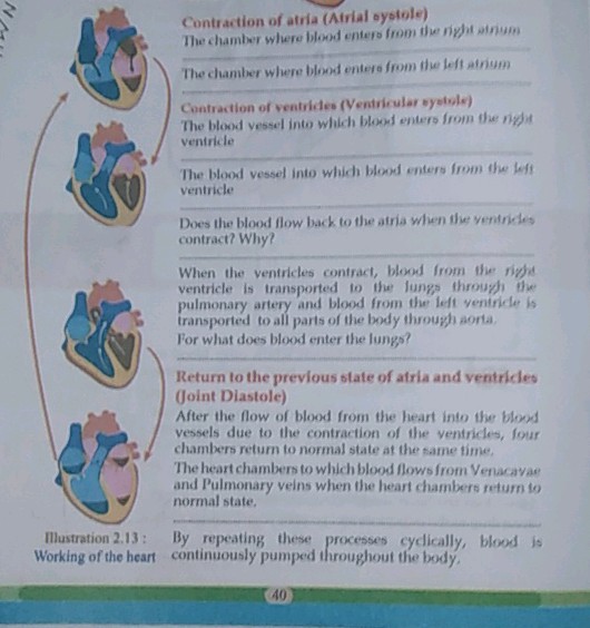Contraction of atria (Airial oystole) The | StudyX