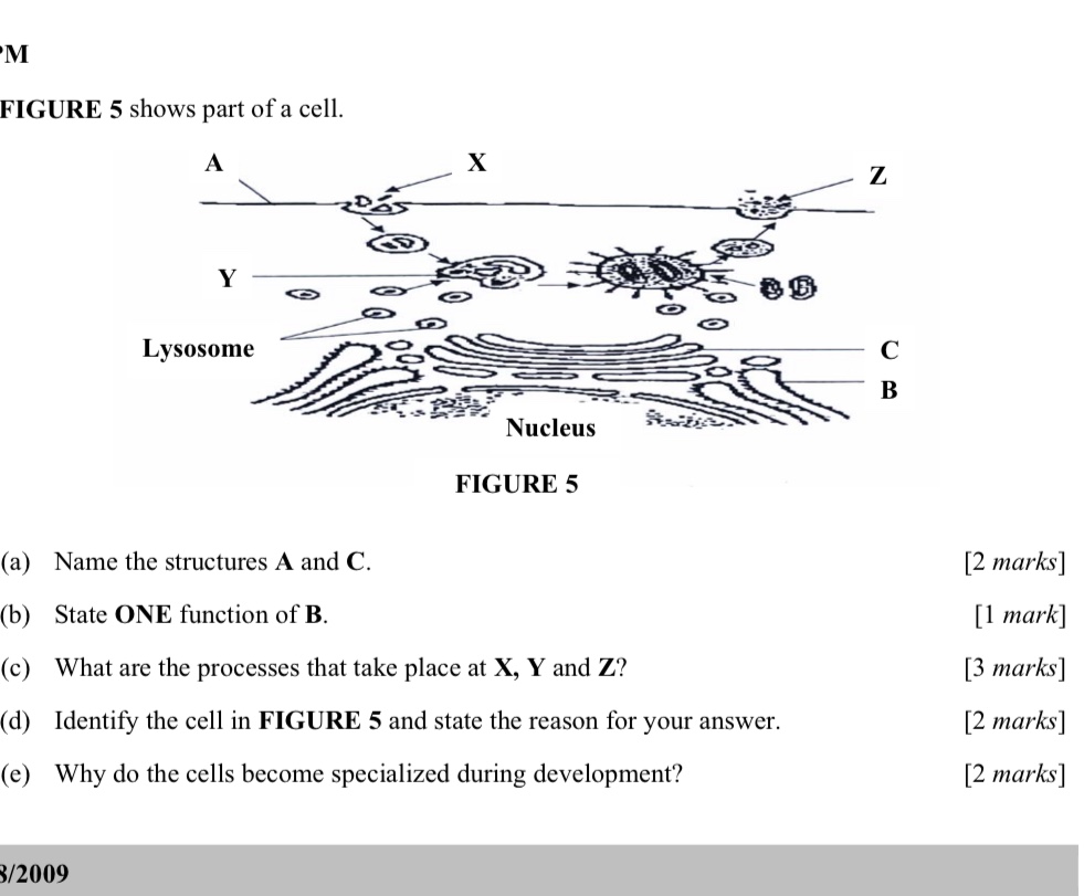 M FIGURE 5 shows part of a cell FIGURE 5 (a) | StudyX