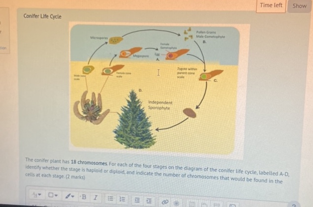 Time left Show Conifer Life Cycle The | StudyX
