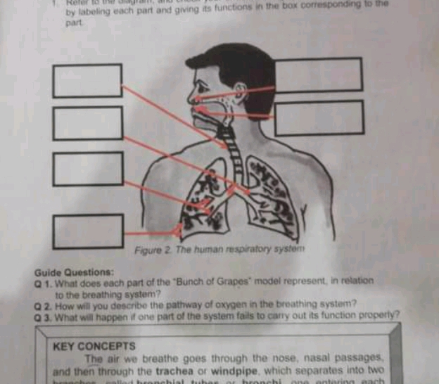 by labeling each part and giving its | StudyX