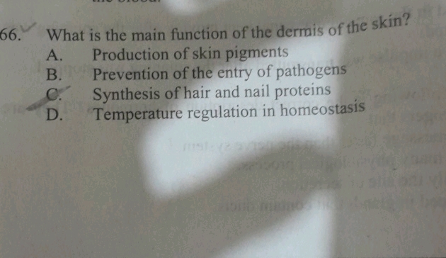 66 What is the main function of the dermis | StudyX