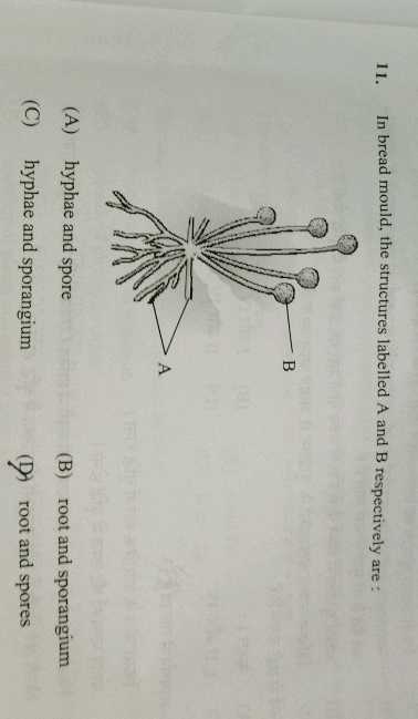 11 In bread mould the structures labelled A | StudyX
