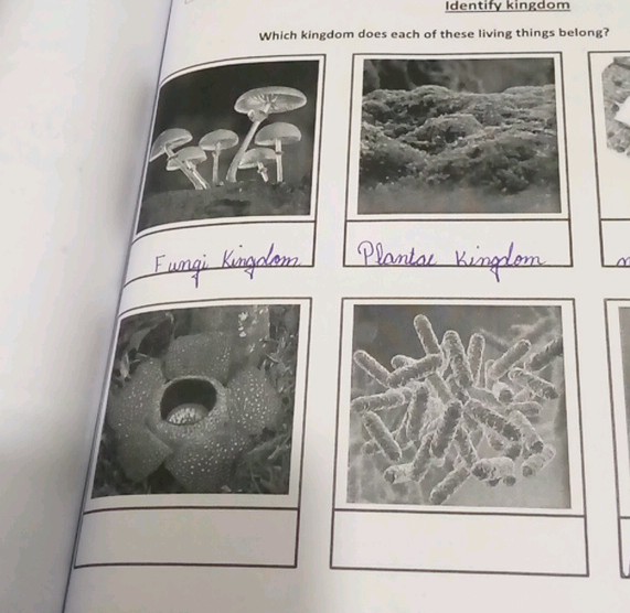 Identify kingdom Which kingdom does each of | StudyX