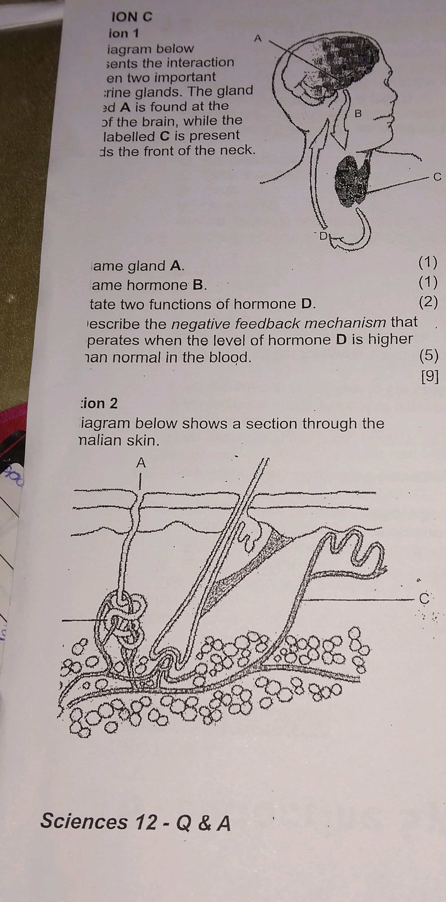 ion 1 iagram below Name gland A. Name | StudyX