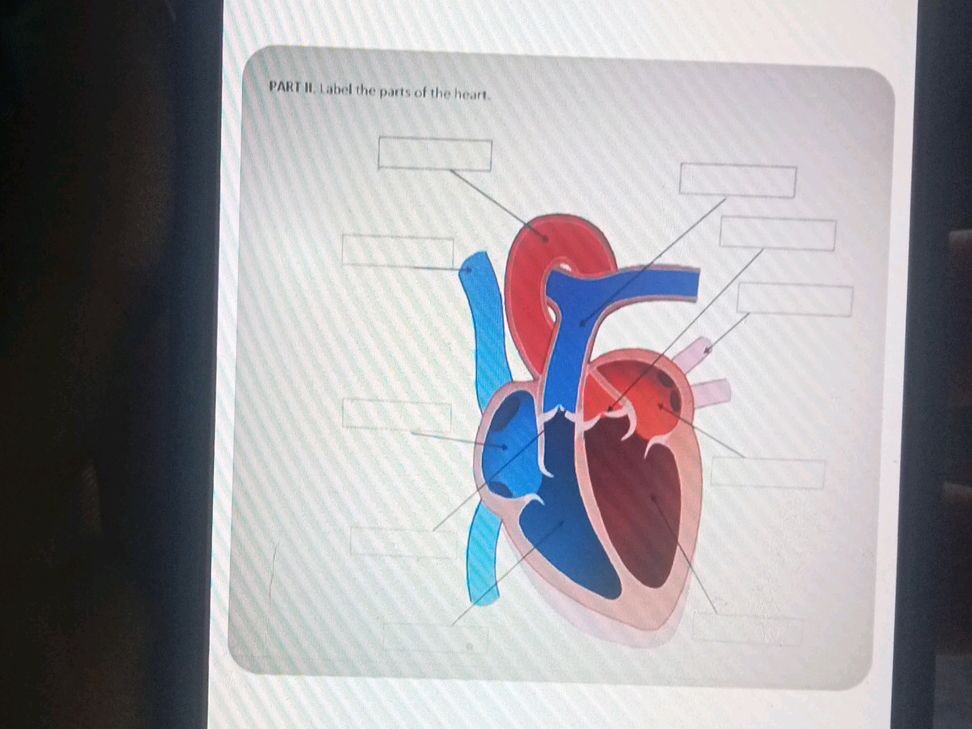 Label the parts of the heart | StudyX