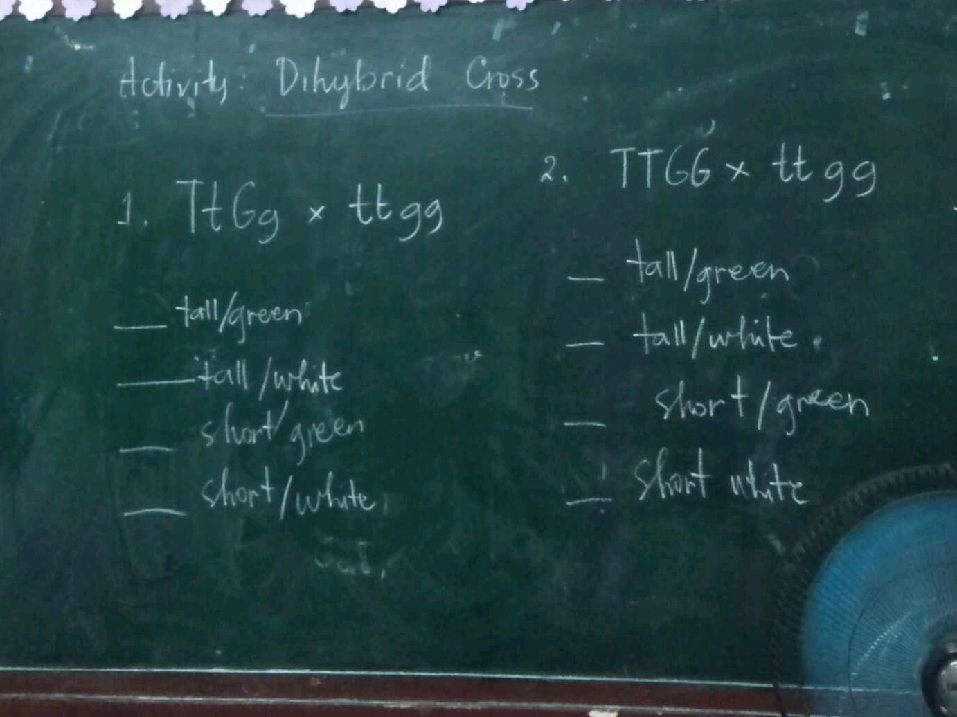TtGg x ttgg - tall/green - tall/white