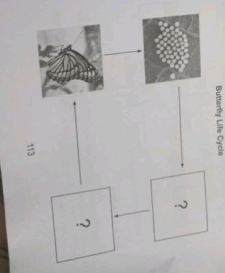 Butterfly Life Cycle The image shows a | StudyX