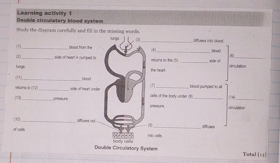 Learning activity 1 Double circulatory blood | StudyX