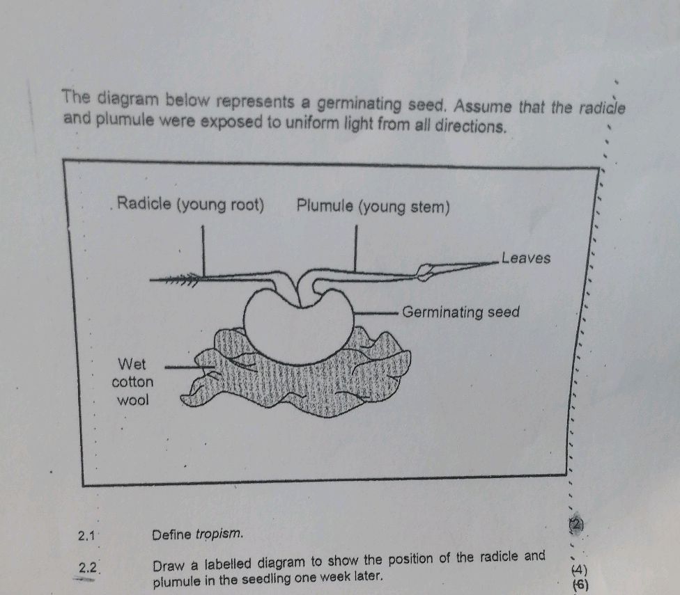 The diagram below represents a germinating | StudyX