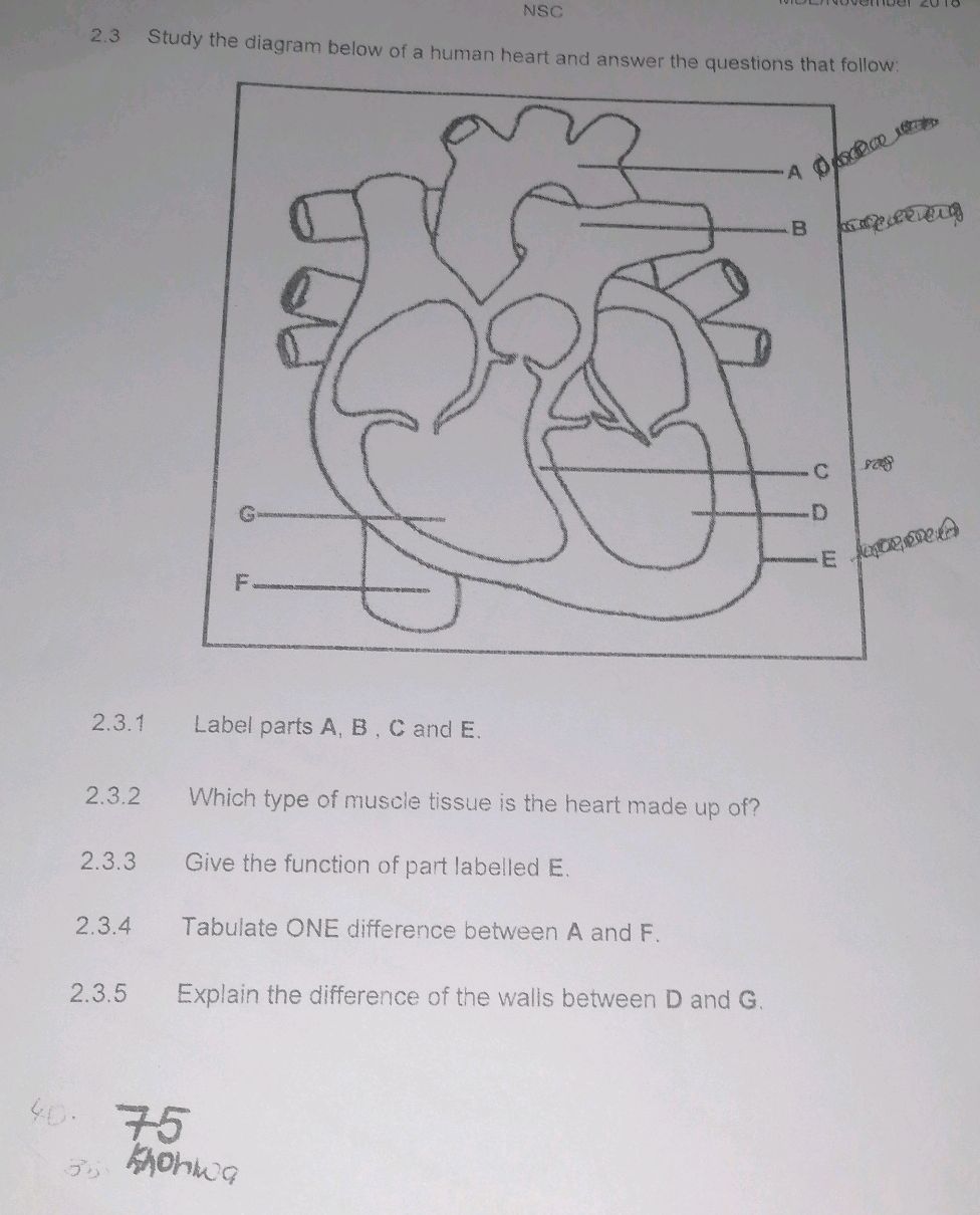 2.3 Study the diagram below of a human heart | StudyX